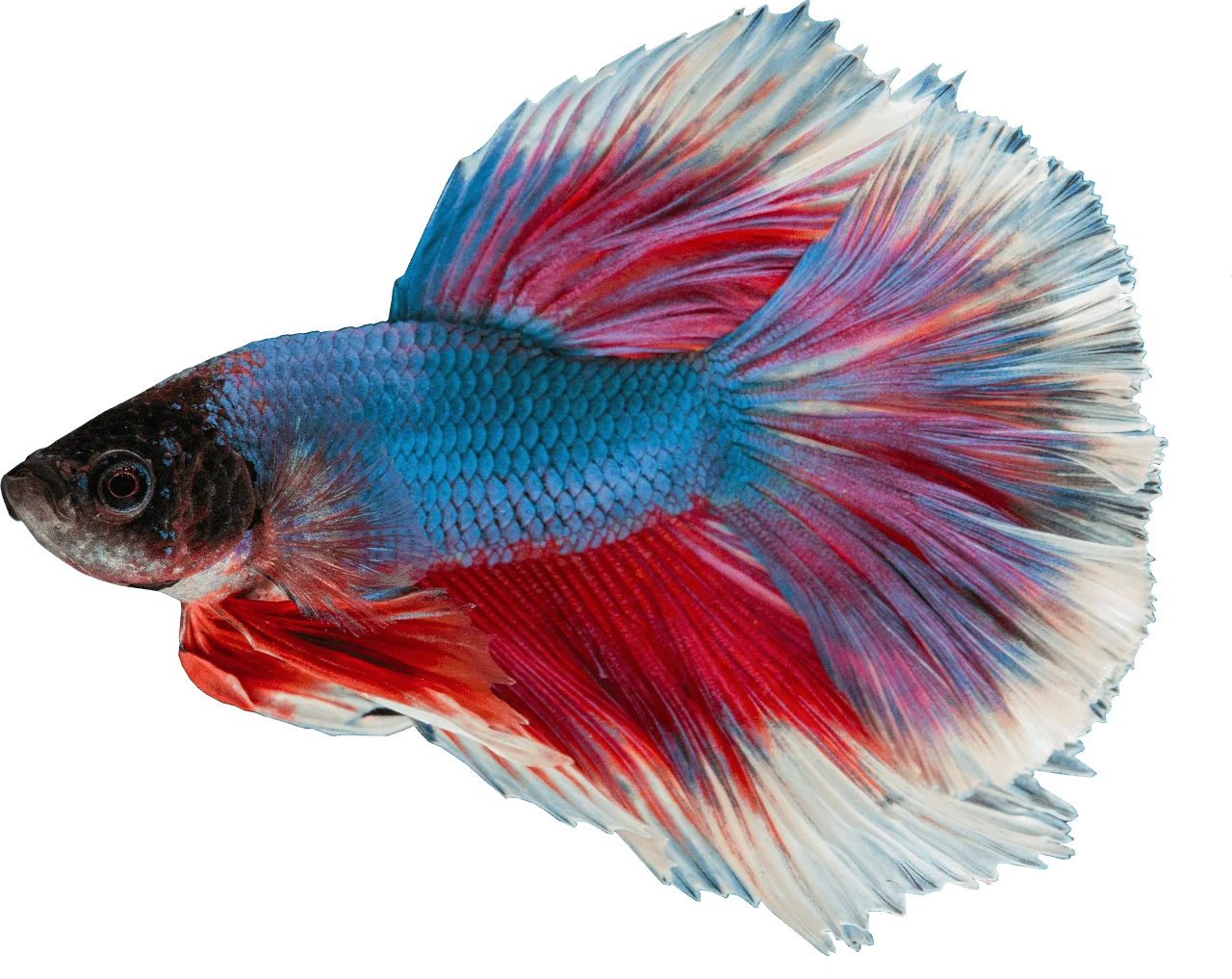 AKWARYSTYKA - NatiAnimals